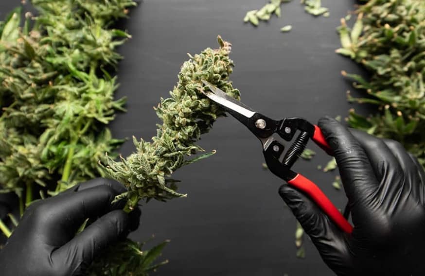 How To Dry, Trim, Cure and Store Cannabis - Bud Champion