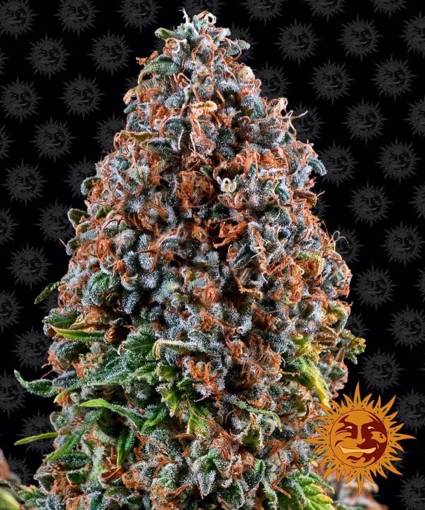 Critical Kush Auto Feminised Cannabis Seeds - Barney's Farm - Bud Champion