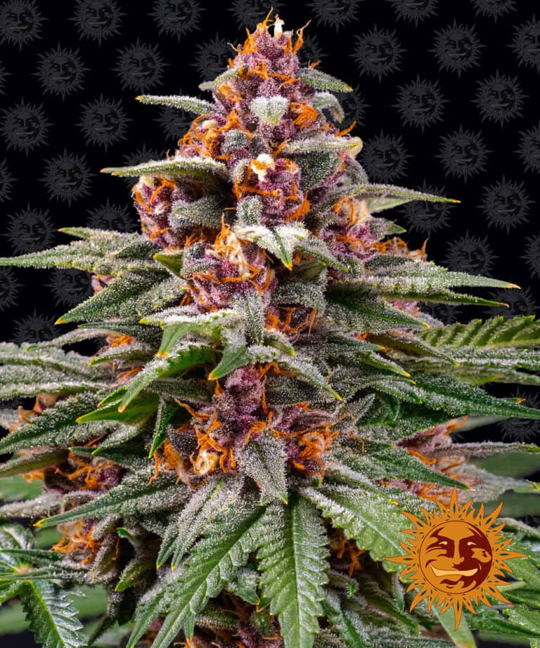 Runtz Auto Feminised Cannabis Seeds - Barney's Farm - Bud Champion