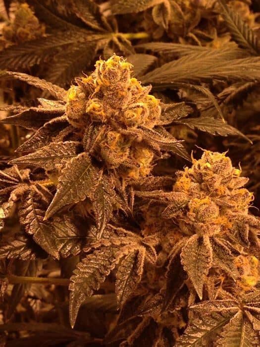 CandyLand Regular Cannabis Seeds - Grand Daddy Genetics - Bud Champion