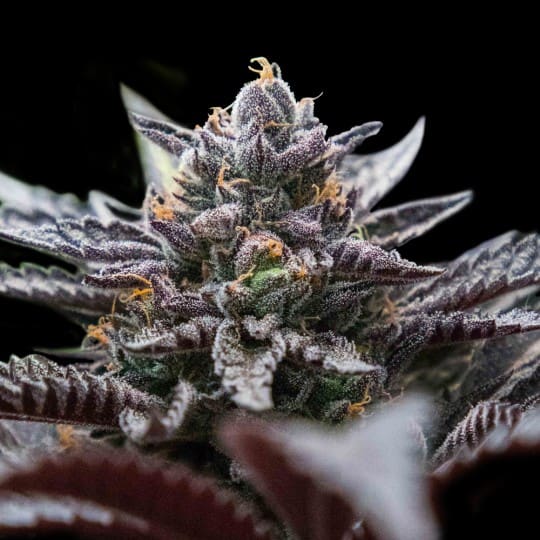 Double Stuffed Sorbet Feminised Cannabis Seeds - DNA Genetics - Bud ...