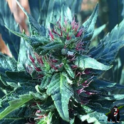 Snowcap Regular Cannabis Seeds - Grand Daddy Genetics - Bud Champion