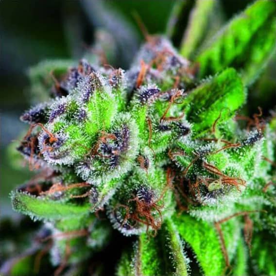 Is Weed Legal In United Kingdom? - Bud Champion